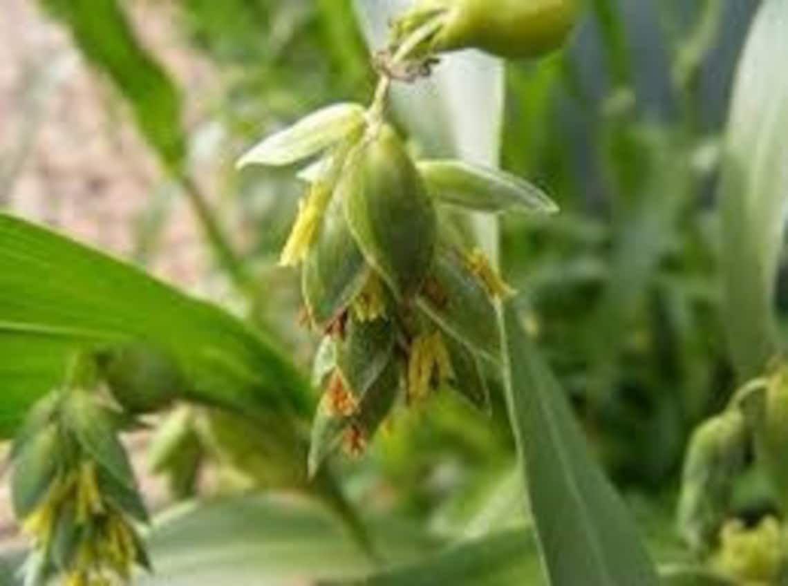 20 Seeds Job’s Tears - Coix Lacryma-jobi - Etsy