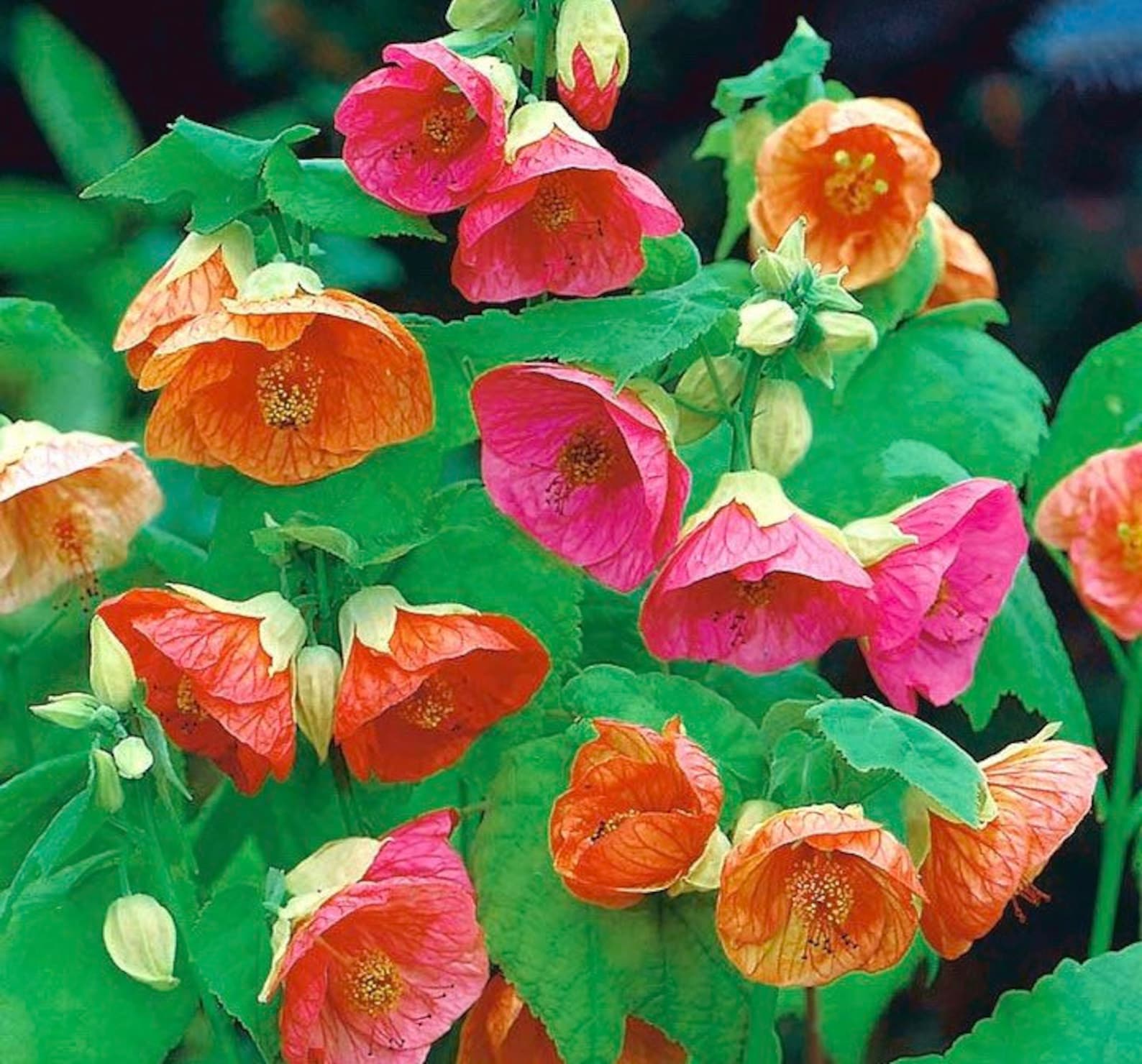 20 Seeds Abutilon abutilon Hybridum Bellvue Mix - Etsy