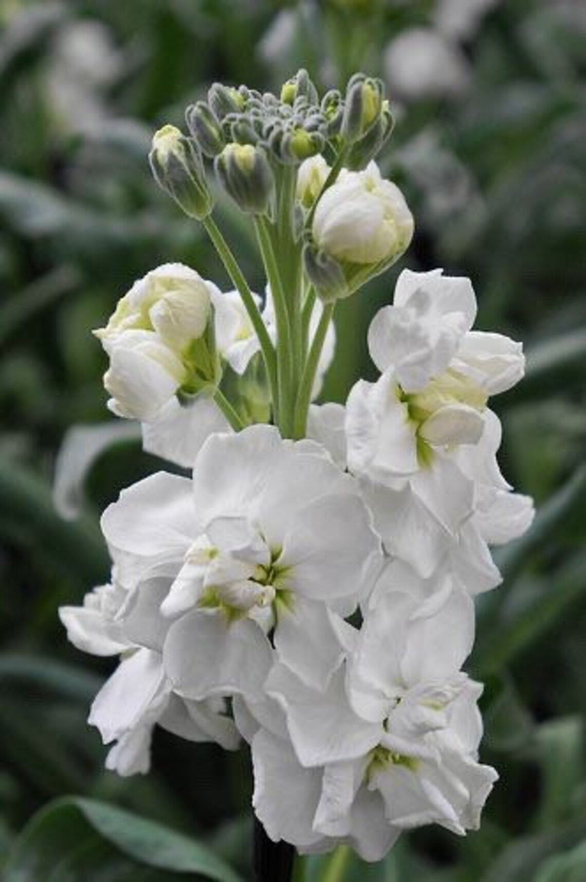 30 Seeds Stock Seeds White Matthiola Incana - Etsy