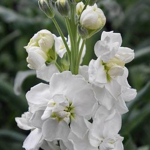 30 Seeds Stock Seeds - White Matthiola Incana - Etsy Canada