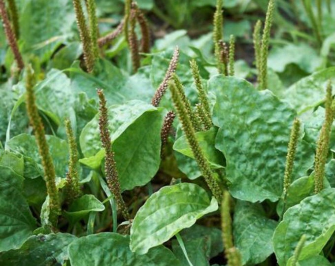 100+ Seeds Edible Organic Plantain Seeds, Garden Herb Seeds, Medicinal ...