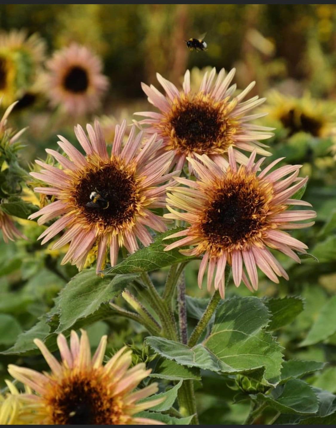 10 seeds Rare Strawberry Pink Sunflower Seed | Etsy