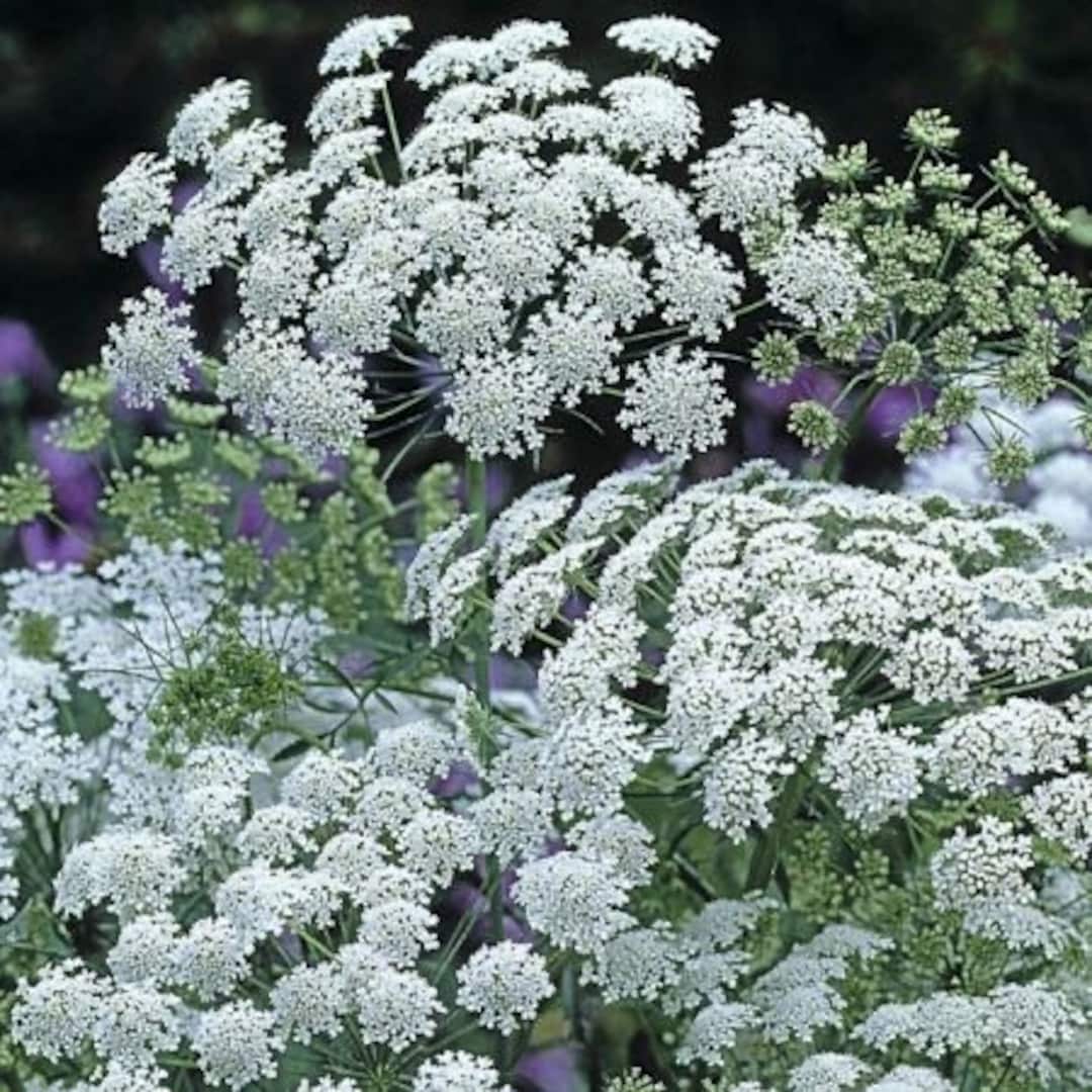 50 Seeds Queen Anne’s Lace – Ammi Majus White - Annual - Etsy