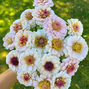 15 Seeds Lovely Pastel Mix Zinnias Seeds - Etsy