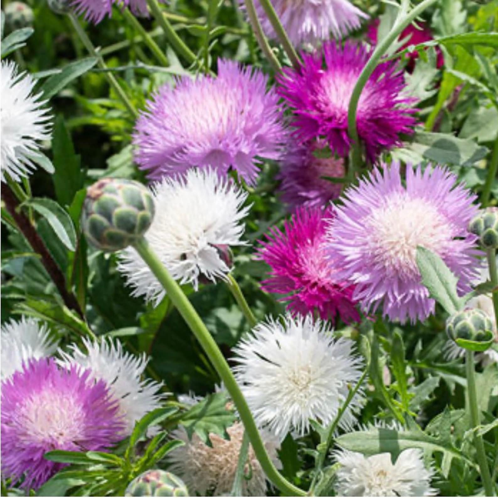 20 Seeds Sweet Sultan Mix Centaurea Imperialis - Etsy