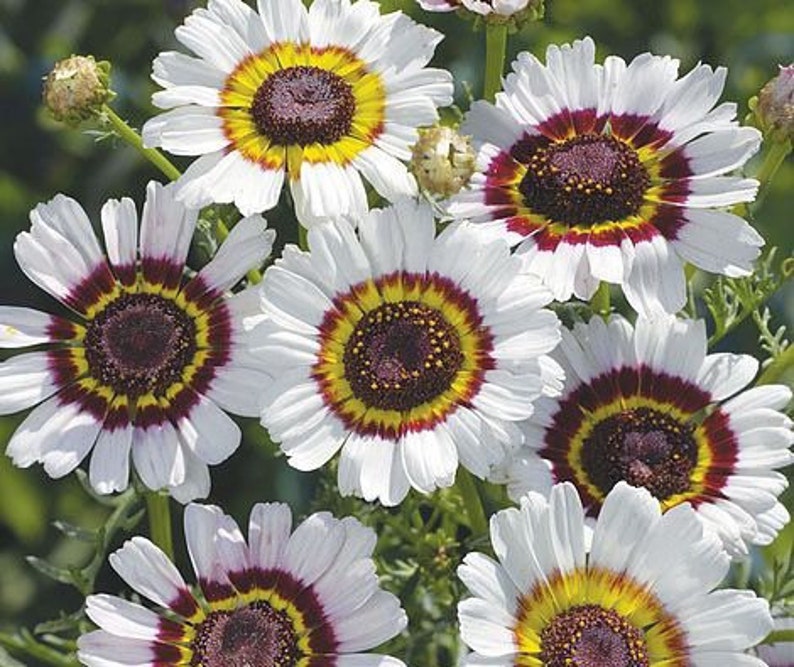 50 seeds Unique White Monarch of the Veldt Cape Daisy Seeds - Etsy