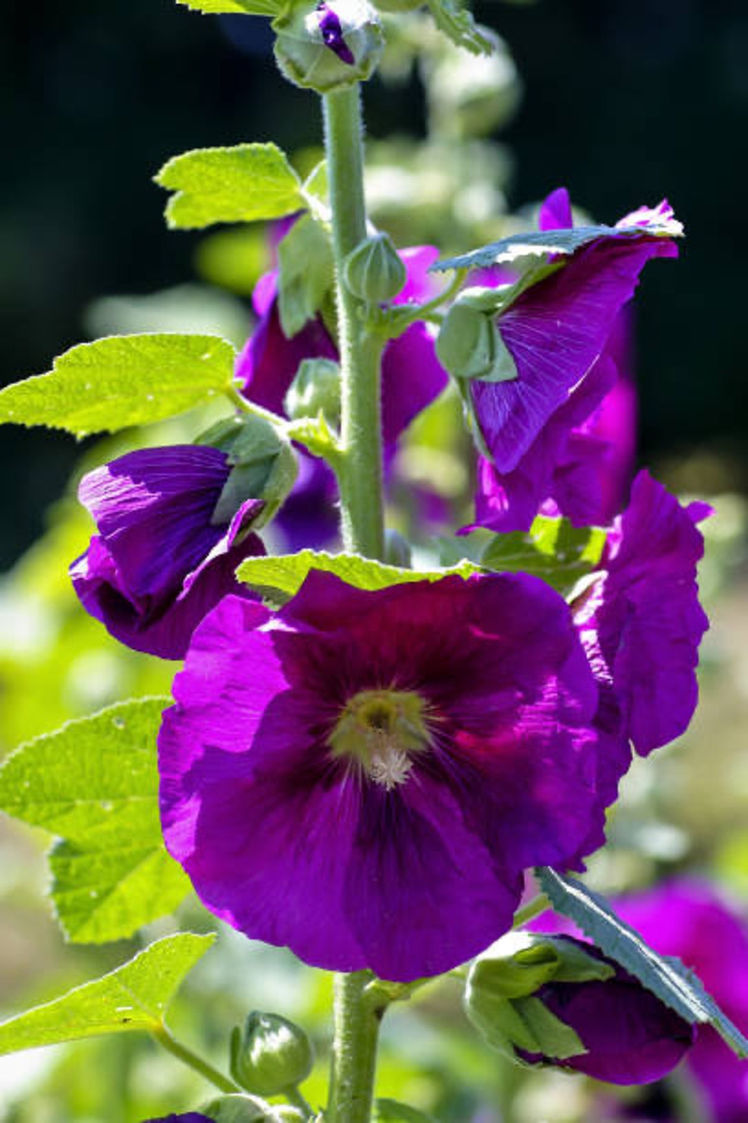 Purple Hollyhock Flower