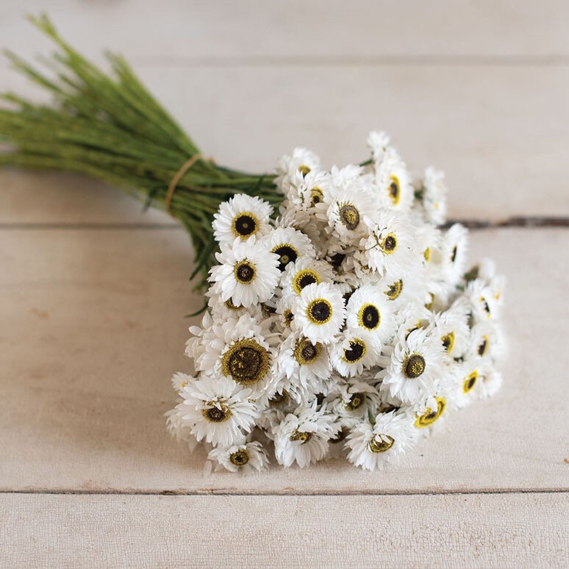 50 +seeds Unique White Monarch of the Veldt - Cape Daisy Seeds - Etsy