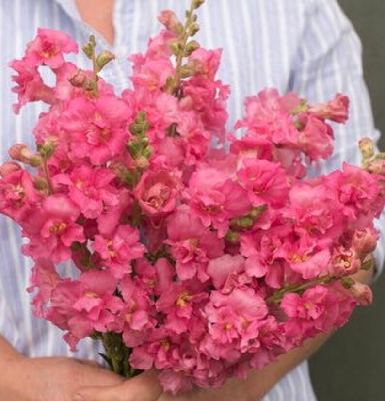 50 + Seeds Dusty Pink Tall Snapdragons ( Antirrhinum Majus ) - Etsy