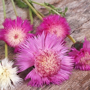 20 Seeds Sweet Sultan Mix Centaurea Imperialis - Etsy