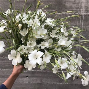 50 + Seeds Lovely Agrostemma Githago Pearl White - Etsy