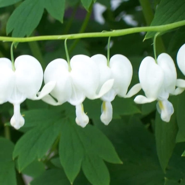 White Bleeding Heart - Etsy