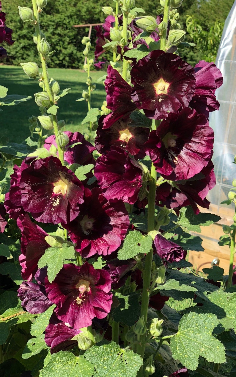 20 Seeds Burgundy Hollyhock Indian Spring Holly Hock Seeds | Etsy