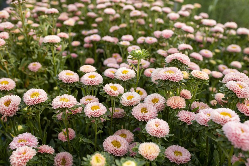 30 Seeds Lovely China Aster Matsumoto Apricot - Etsy