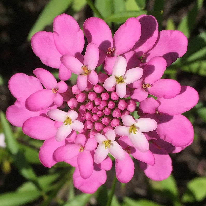 50 Seeds Candytuft Fairy Mix / Annual / Flower Seeds - Etsy