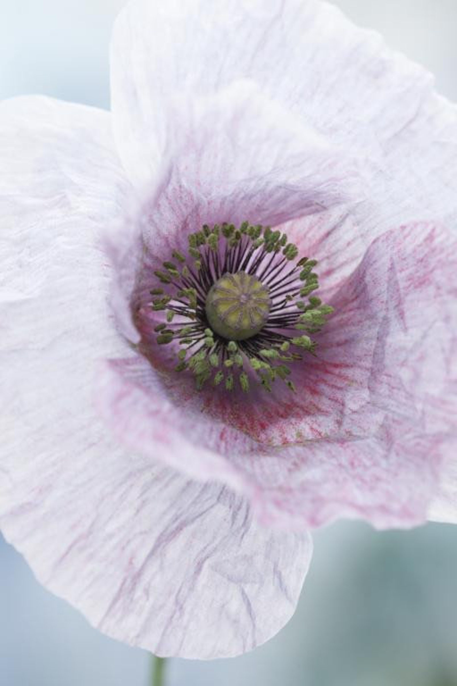 50 Seeds Shirley Poppies Angel Choir PAPAVER RHOEAS | Etsy