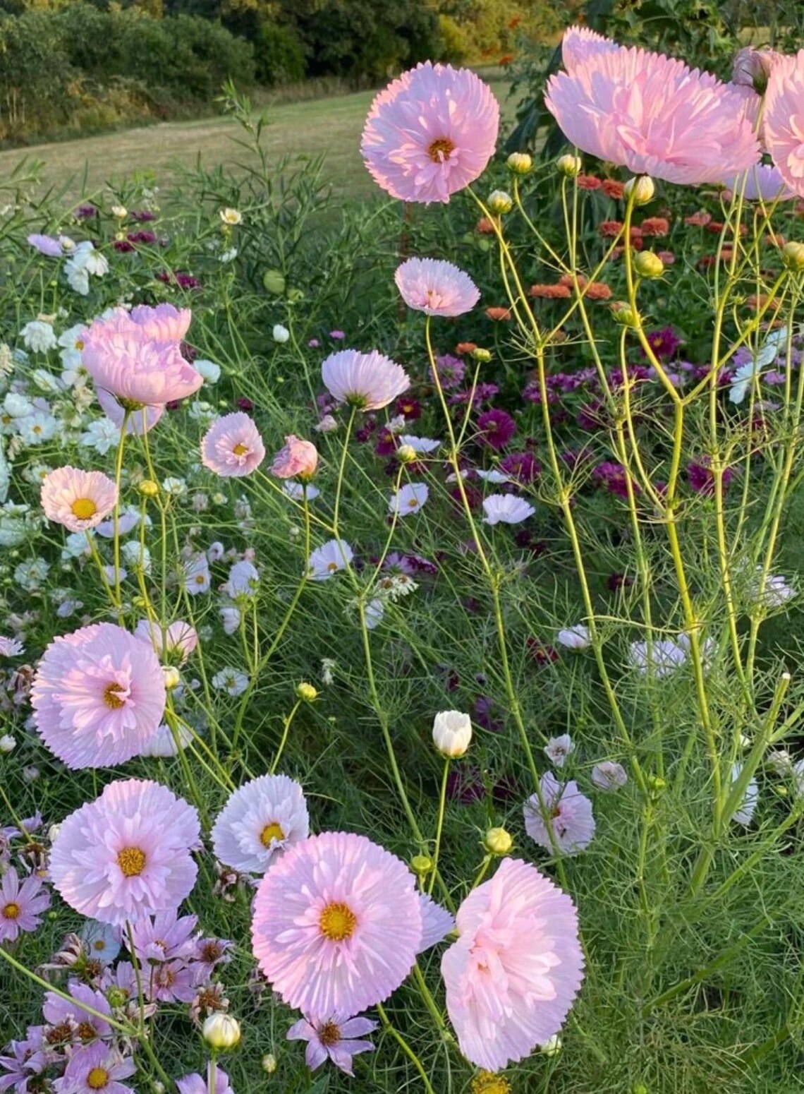 20 Seeds Novelty and Beautiful Cupcake Blush Cosmos - Etsy