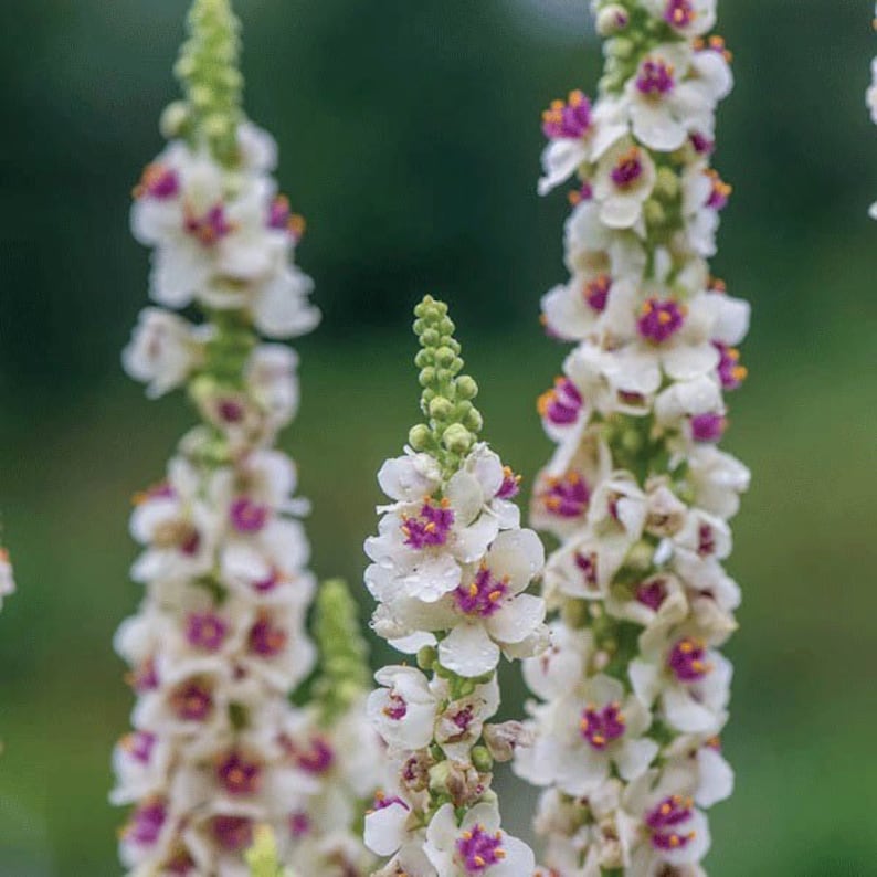 50 Seeds Verbascum Chaixii Wedding White Pink Perennial - Etsy