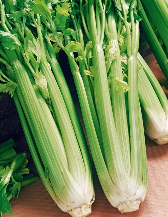 100 +seeds Heirloom Vegetable Tall Celery Organic Non -GMO - Etsy