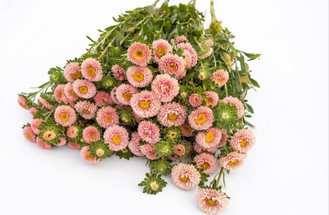 30 Seeds Lovely China Aster Matsumoto Apricot - Etsy