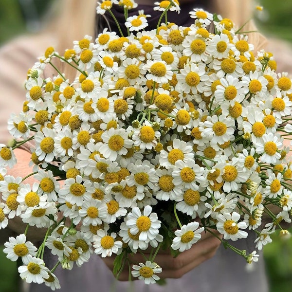 Crabbo Limoneta - Etsy Canada