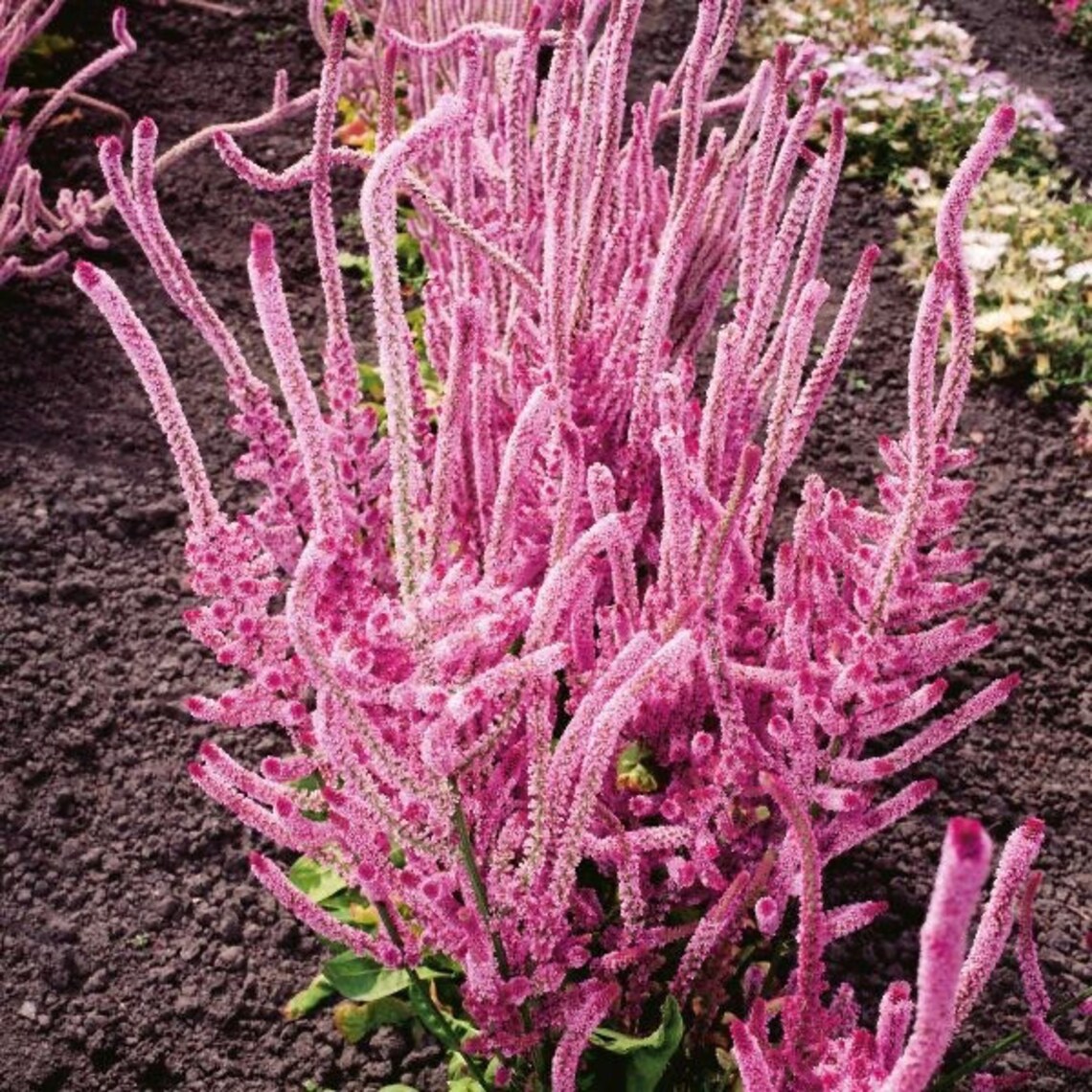 30 Seeds Statice Seeds - Pink Limonium Suworowii - Annual - Etsy Canada