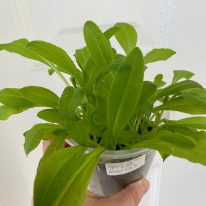 50+ Seeds Organic King Size Strawflower Seed Raspberry Rose - Etsy