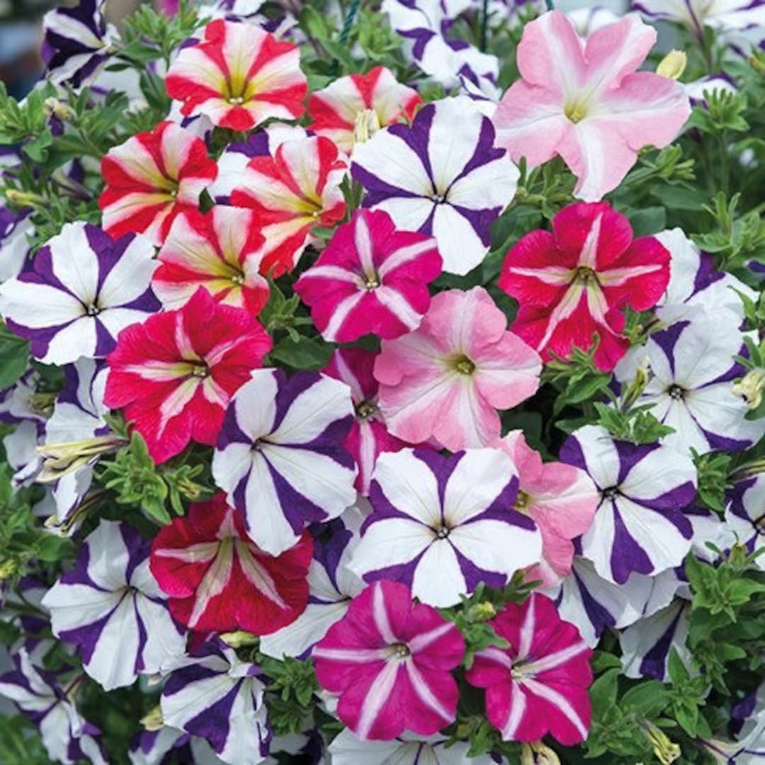 100+ Seeds F2 Hanging Petunia Star Mixed Seeds Color Waves Hanging ...