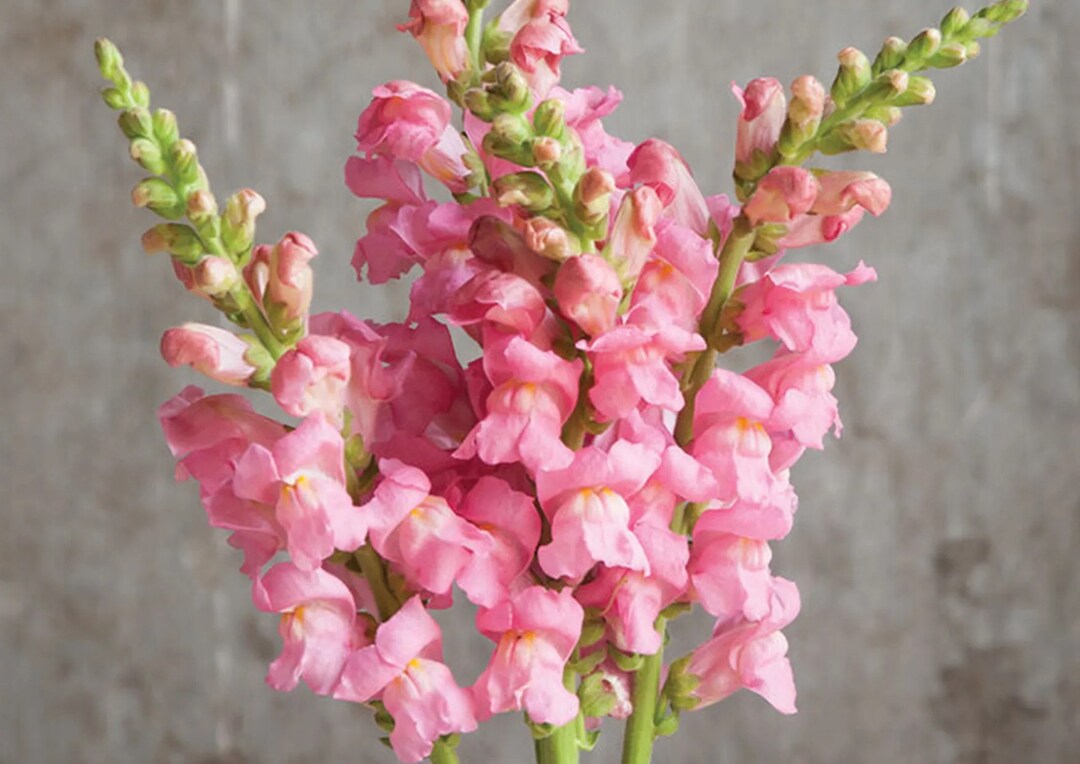 50 Seeds Potomac Pink Tall Snapdragons Antirrhinum Majus - Etsy
