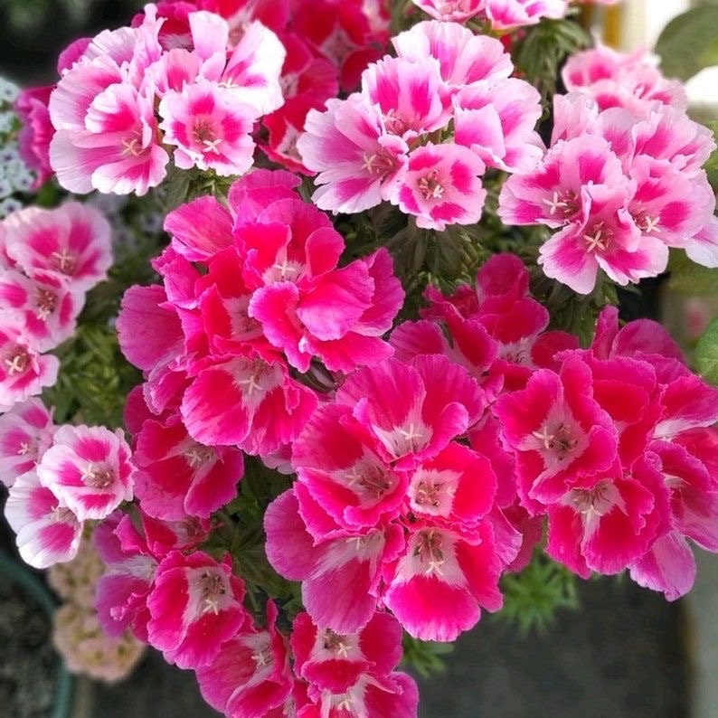 100 + Seeds Godetia Grace Mix Grandiflora Azaelaflora - Etsy
