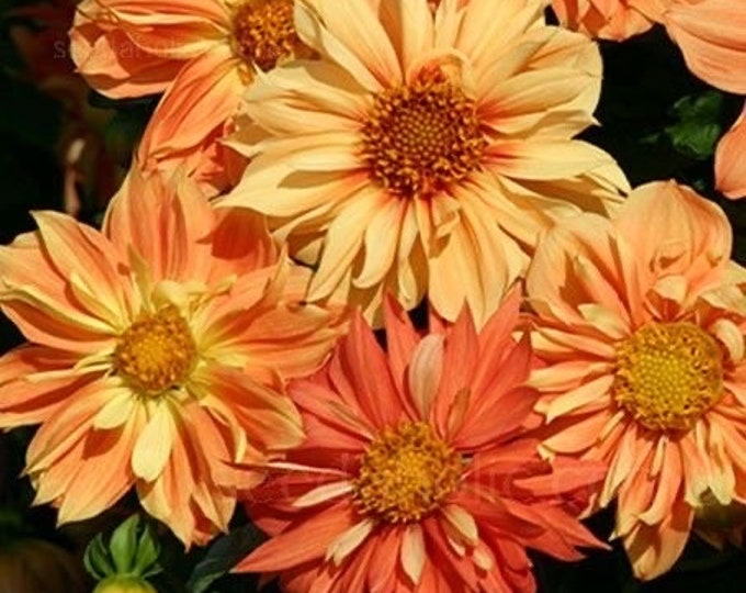 10 Seeds Dahlia Variabilis Sunny Reggae / Annual Flower Seeds - Etsy