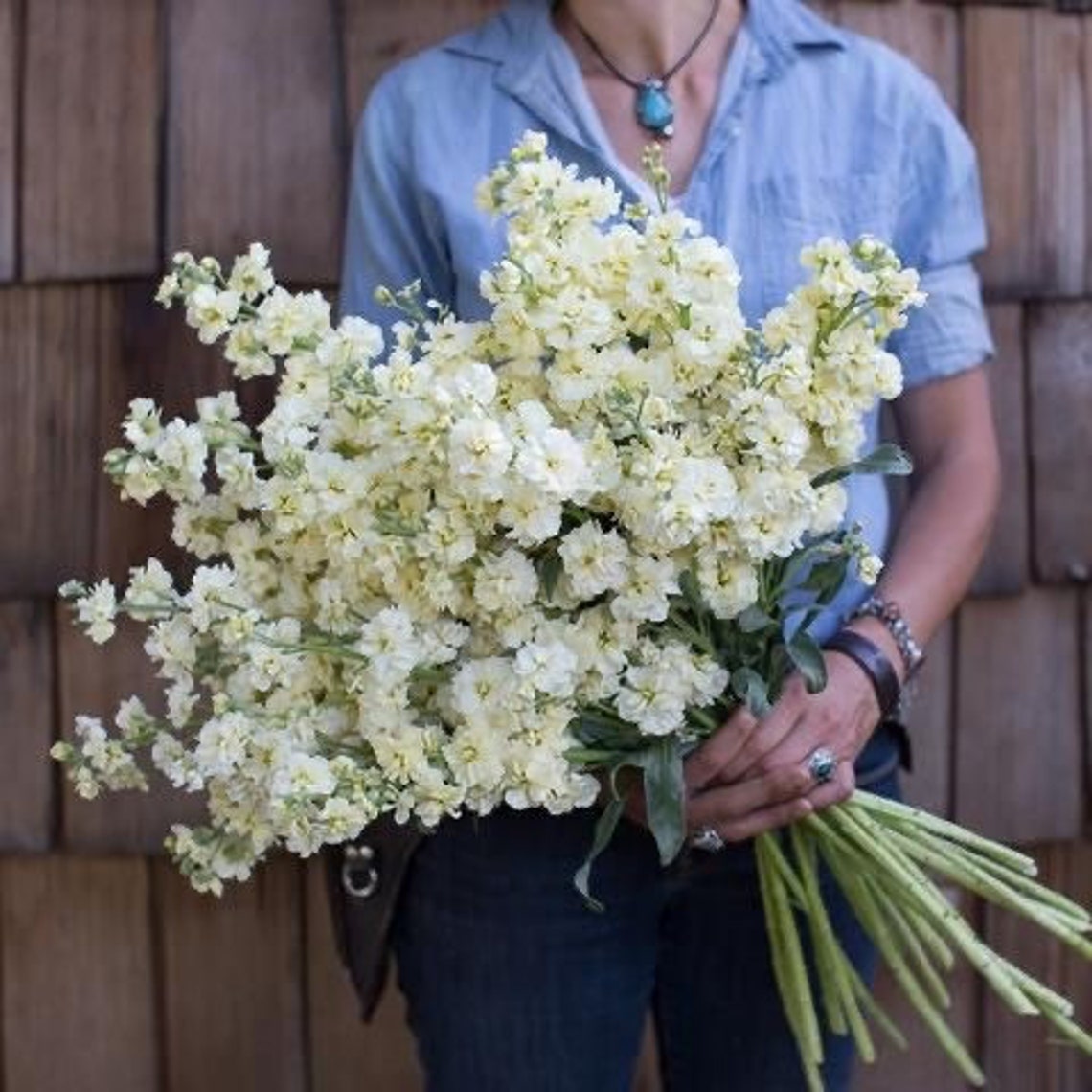 30 Seeds Stock Seeds White Matthiola Incana | Etsy