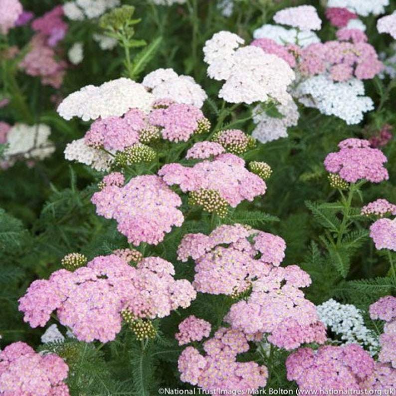 50seeds Pastel Mix Color Yarrow achillea Millefolium | Etsy