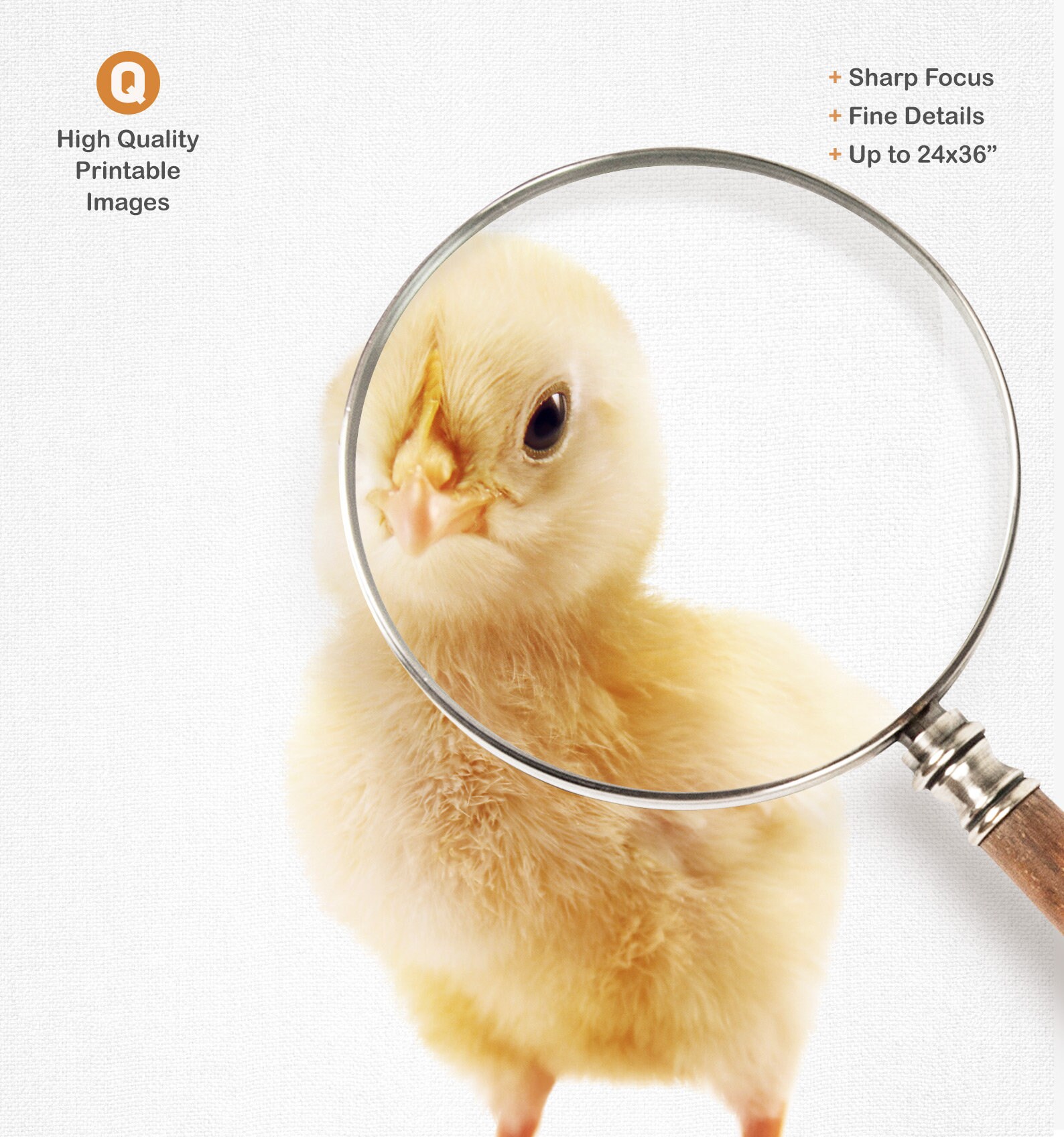 Chick Art Print, Printable Wall Art Nursery Decor Prints, Farm Baby ...