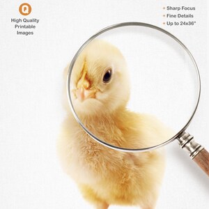Chick Art Print, Printable Wall Art Nursery Decor Prints, Farm Baby ...