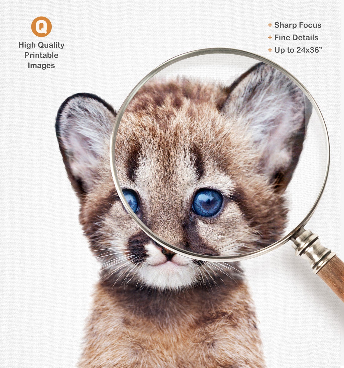 Nursery Animals Art Puma Print Safari Baby Puma Cub | Etsy