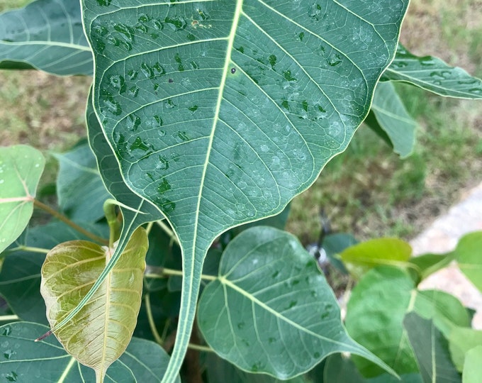 Ashwatha Leaf 10+ Fresh, Sacred Fig, Ficus Religiosa, Bodhi Tree ...