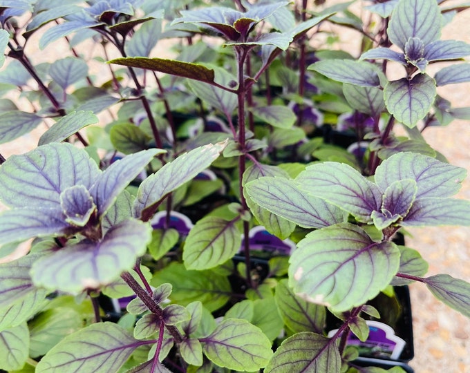 African Blue Basil Plant Starter - Etsy