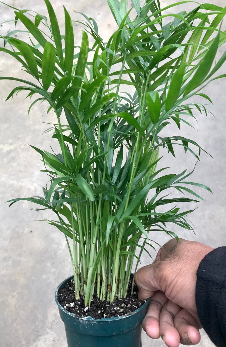 Parlor Palm plants Neanthe Bella Victorian Parlor palm Live - Etsy.de