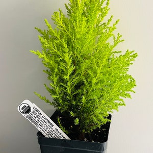 Goldcrest Cypress Lemon Scented Tree Certified Organic - Etsy