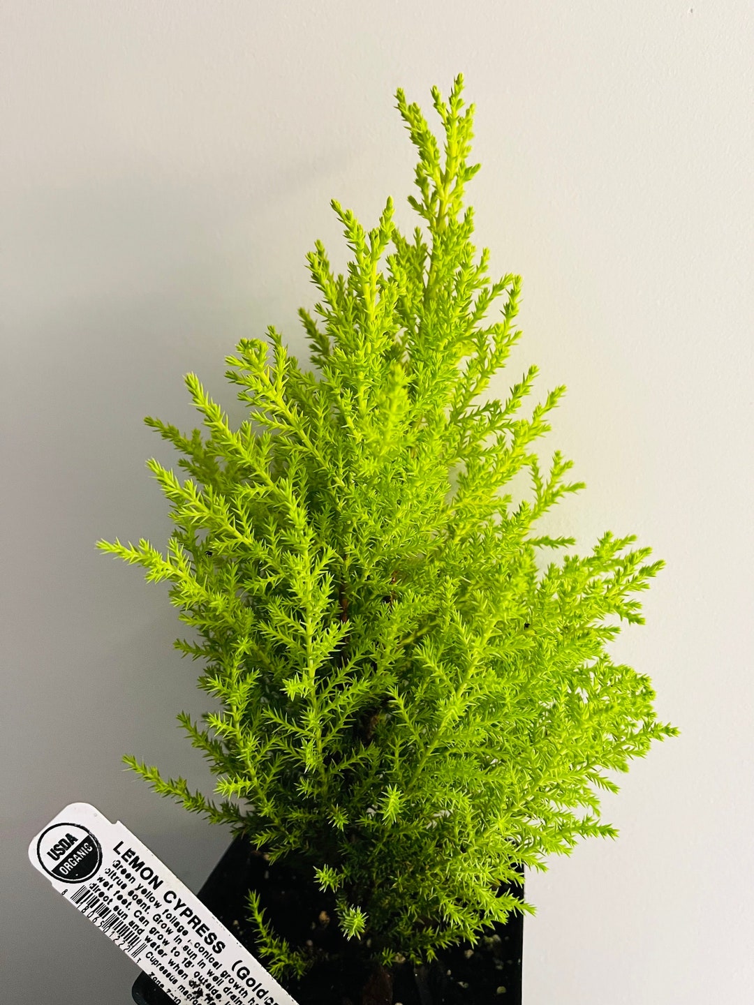 Goldcrest Cypress Lemon Scented Tree Certified Organic - Etsy