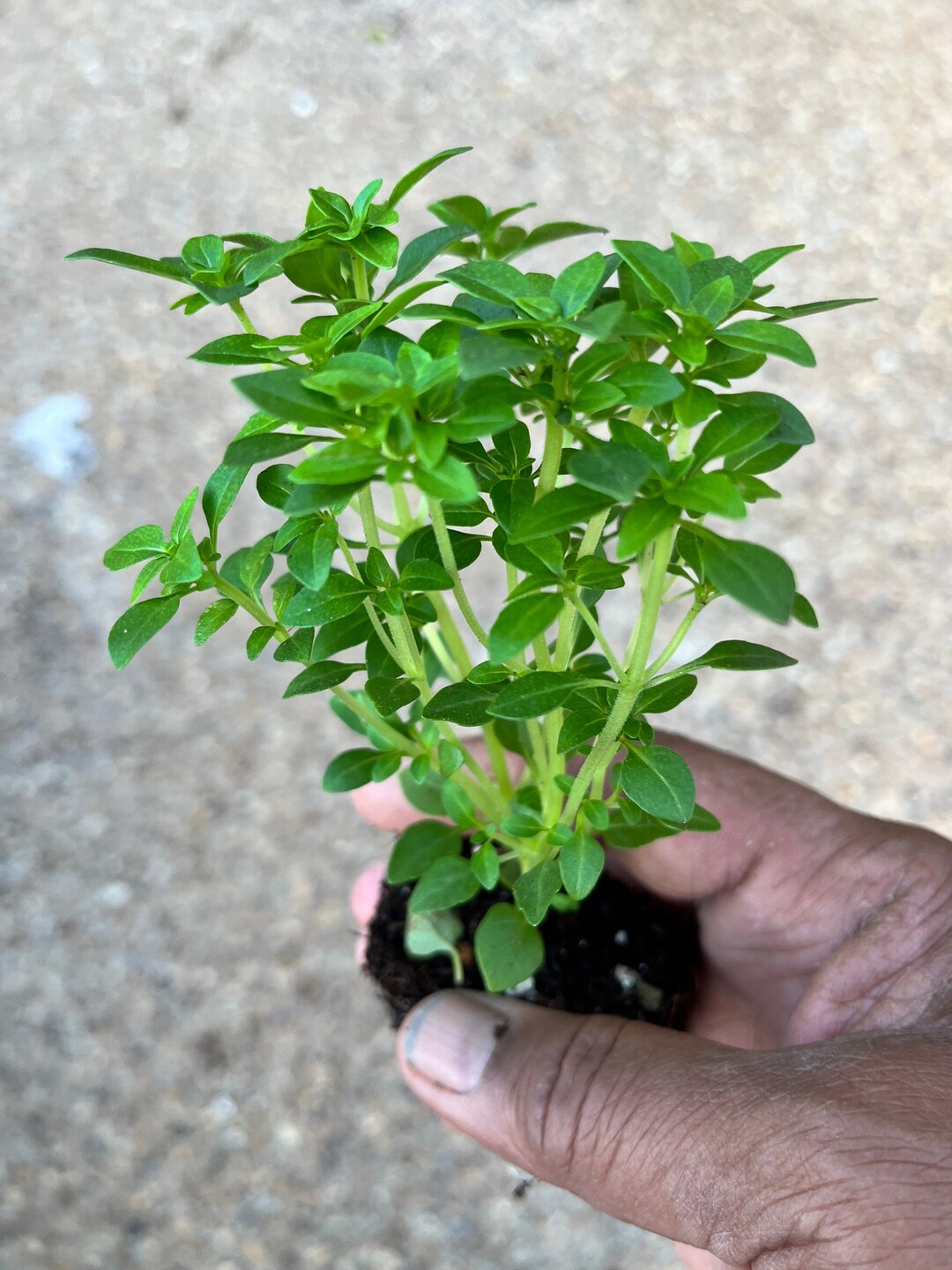 Aristotle Basil Live Plant, Organic, Free Ship - Etsy