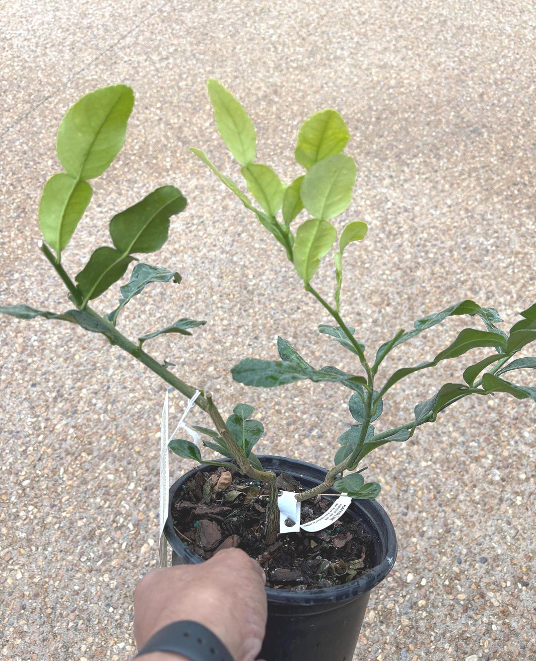 Kafir Lime Tree - Citrus Hystrix Makrut, Kieffer Lime, Jeruk Purut ...