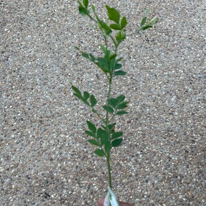 Poet Jasmine Plant, Indian Jaathimalli, Jasminum Officinale, Very ...