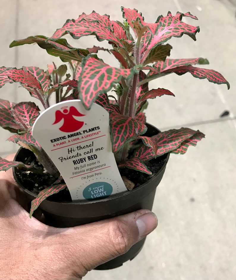 Fittonia 'ruby Red', Nerve Plant, Various Options, Free Ship - Etsy