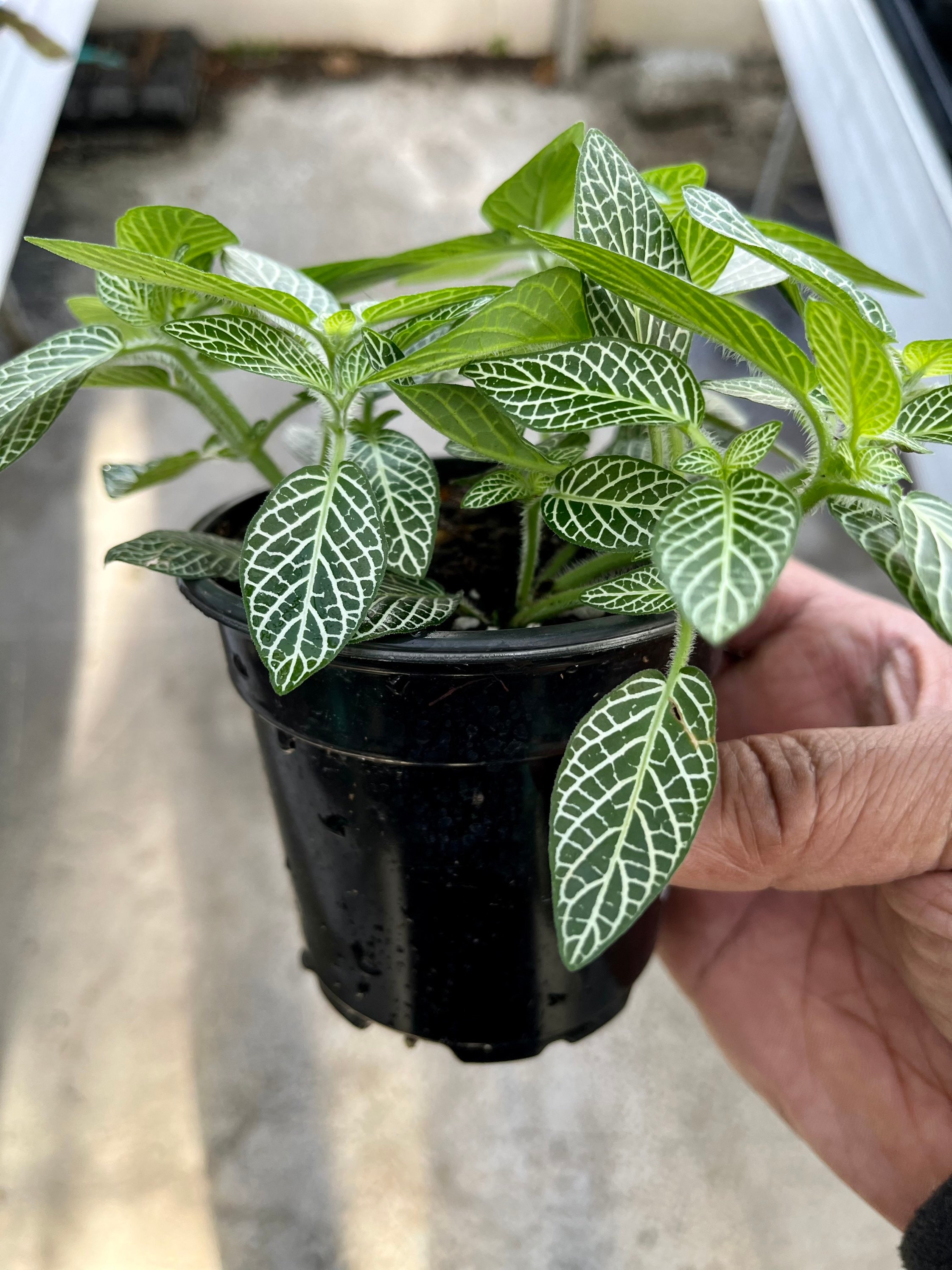 Fittonia White Nerve Plant Free Ship Nerve Plant Superba - Etsy