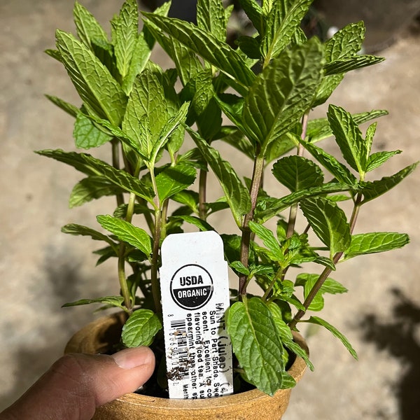 Japanese Mint Plant - Etsy