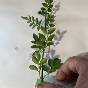 Poet Jasmine Plant, Indian Jaathimalli, Jasminum Officinale, Very ...