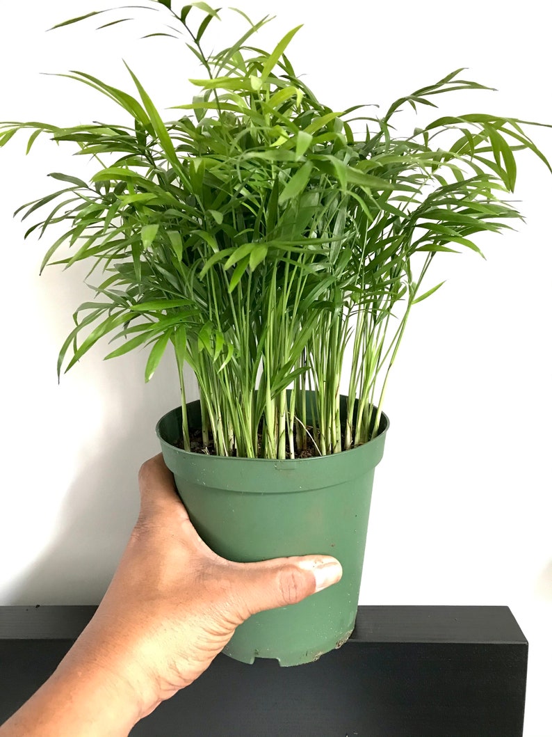 Parlor Palm plants Neanthe Bella Victorian Parlor palm Live - Etsy.de