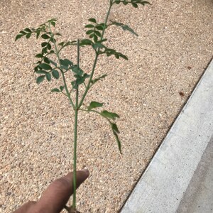 Poet Jasmine Plant, Indian Jaathimalli, Jasminum Officinale, Very ...